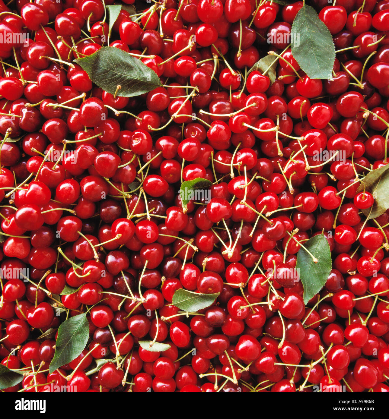 Agriculture - Freshly harvested Bing sweet cherries in a harvesting bin ...