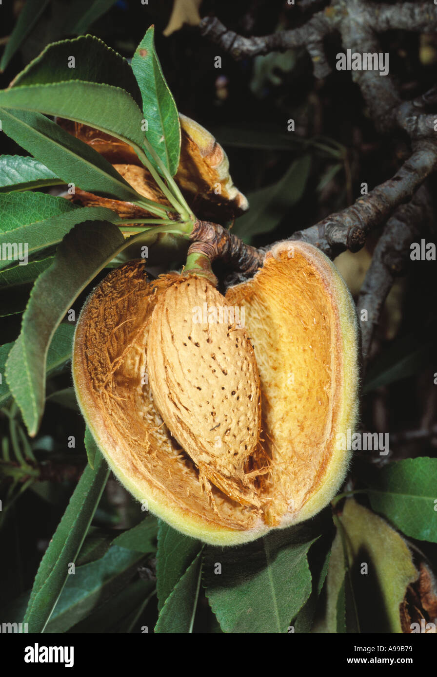 Agriculture - Mature almond on the tree with an open hull, ready for ...