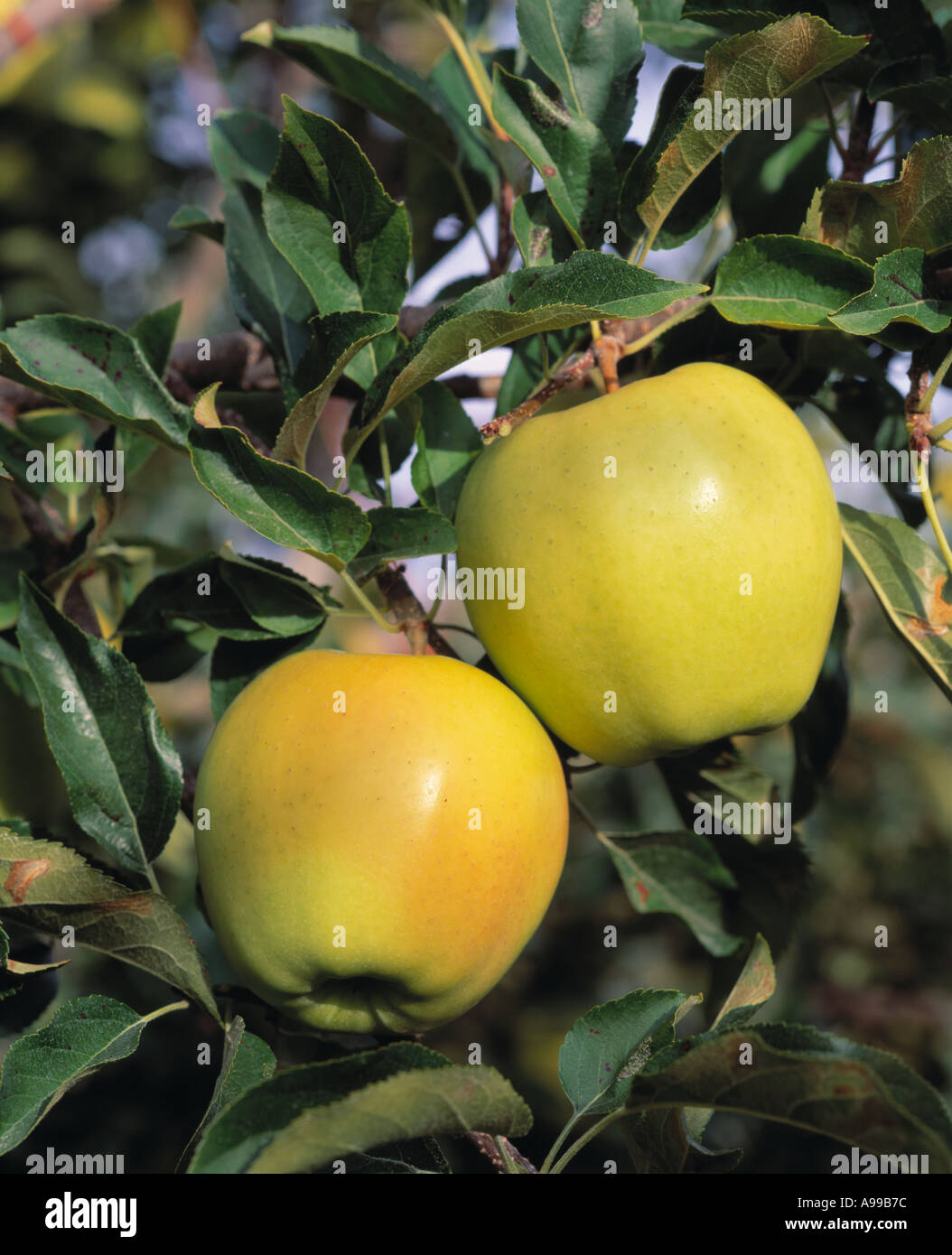 Agriculture - Mature Golden Delicious apples on the tree, ready for ...