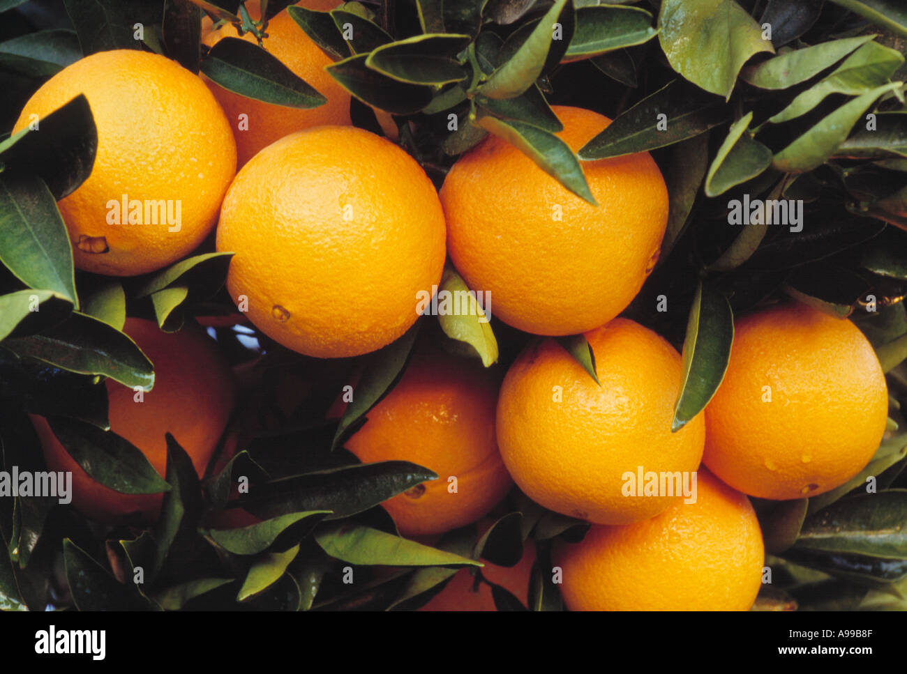 Agriculture - Closeup of mature Navel oranges on the tree, ready for ...