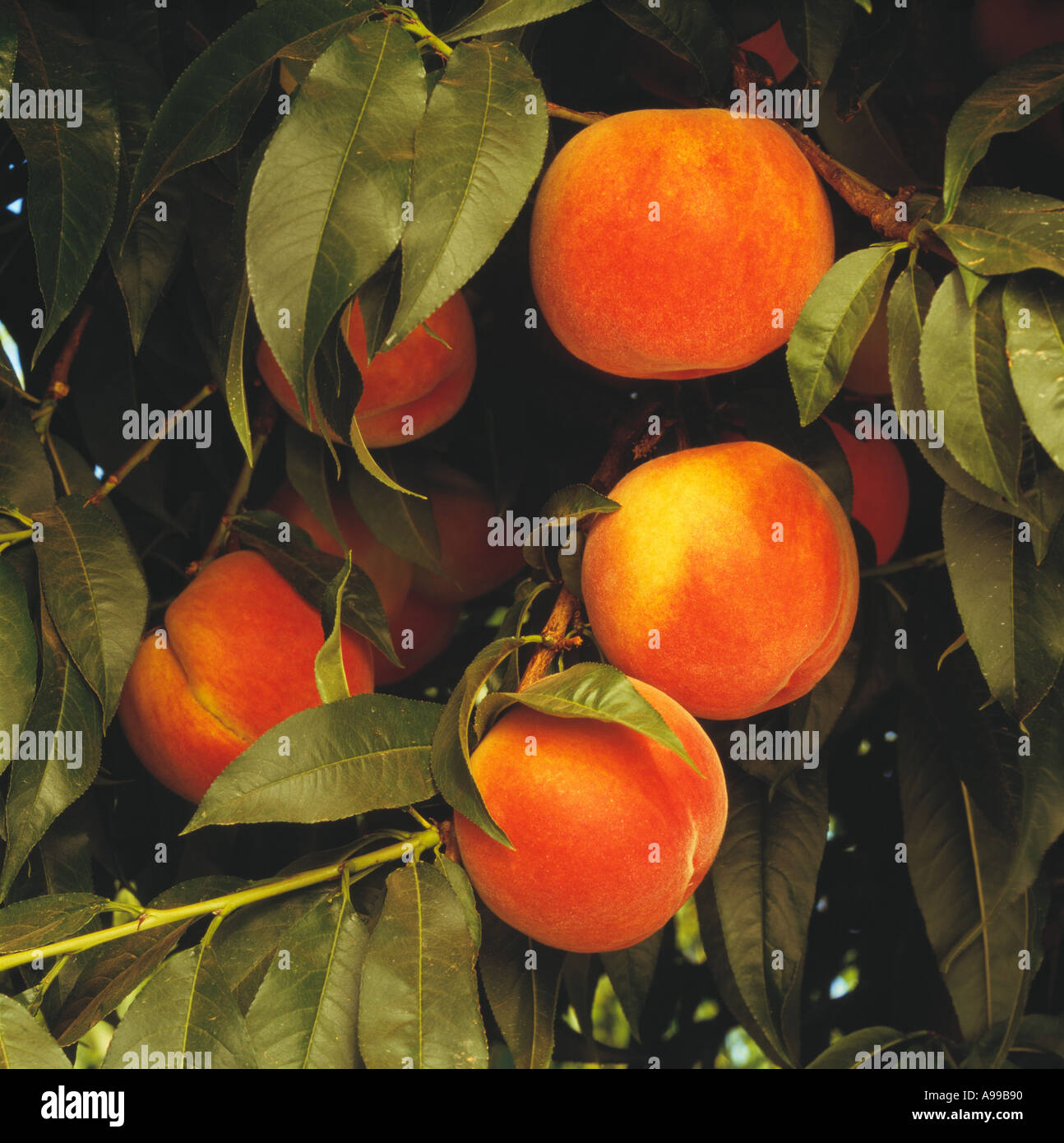 Agriculture - Mature Summer Lady peaches on tree, ready for harvest ...