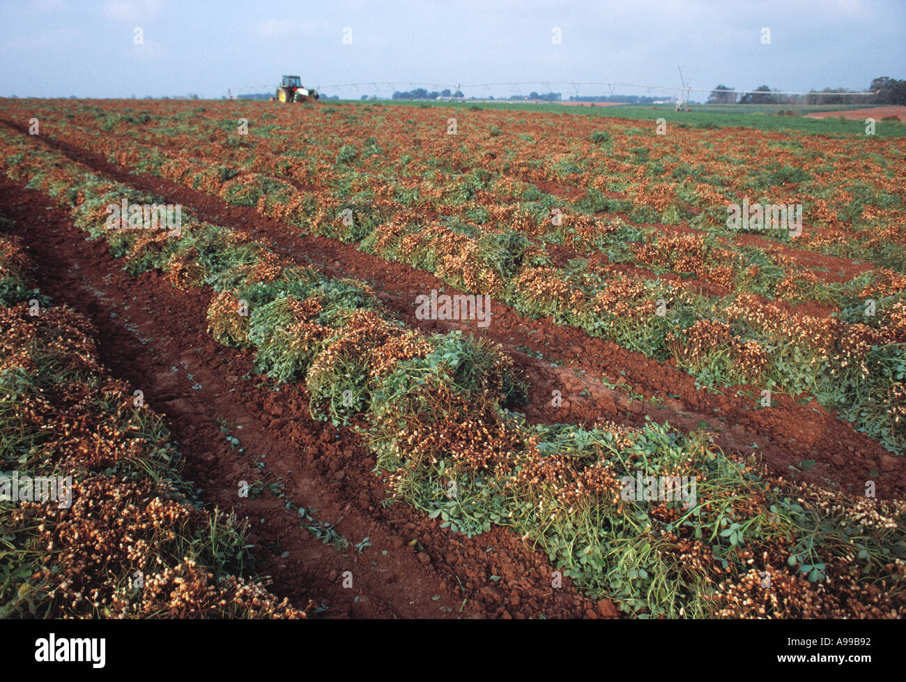 Drying peanuts hi-res stock photography and images - Alamy