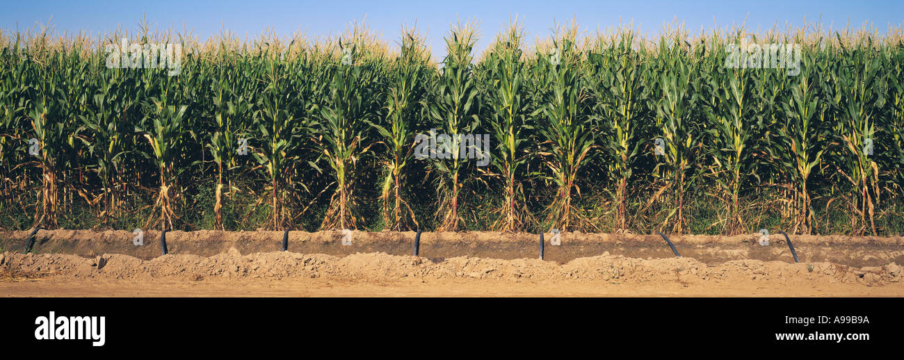 California corn irrigation hi-res stock photography and images - Alamy