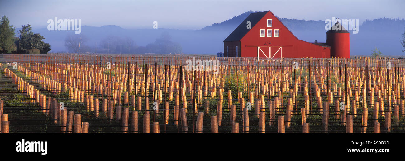 Agriculture - A new red barn stands in the center of a new wine grape ...