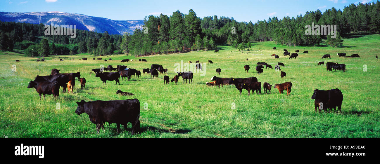 Livestock - A herd of Black Angus beef cattle graze on a green pasture ...