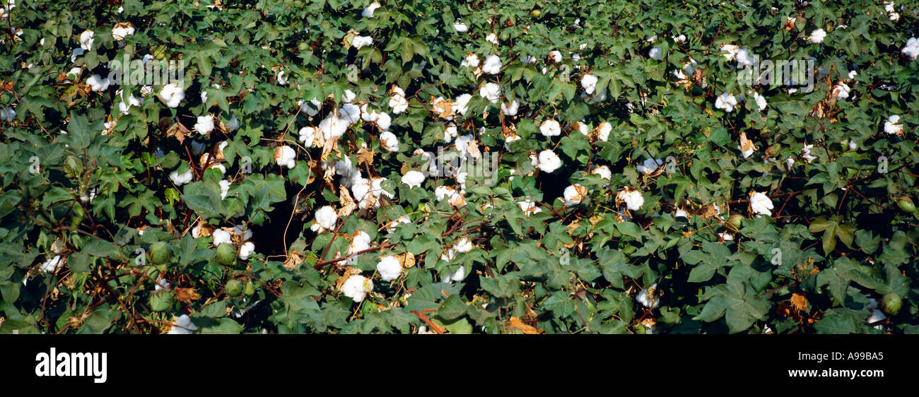 Agriculture - Closeup of maturing cotton plants at the defoliant stage ...