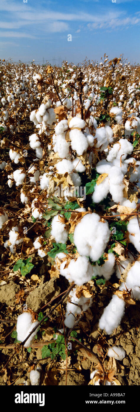 Agriculture - Closeup of mature, recently defoliated cotton, ready for ...