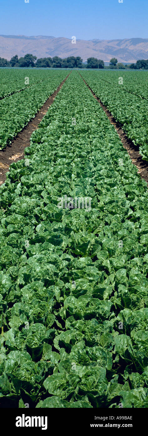 Agriculture - Field of mid growth Romaine lettuce / Salinas Valley ...