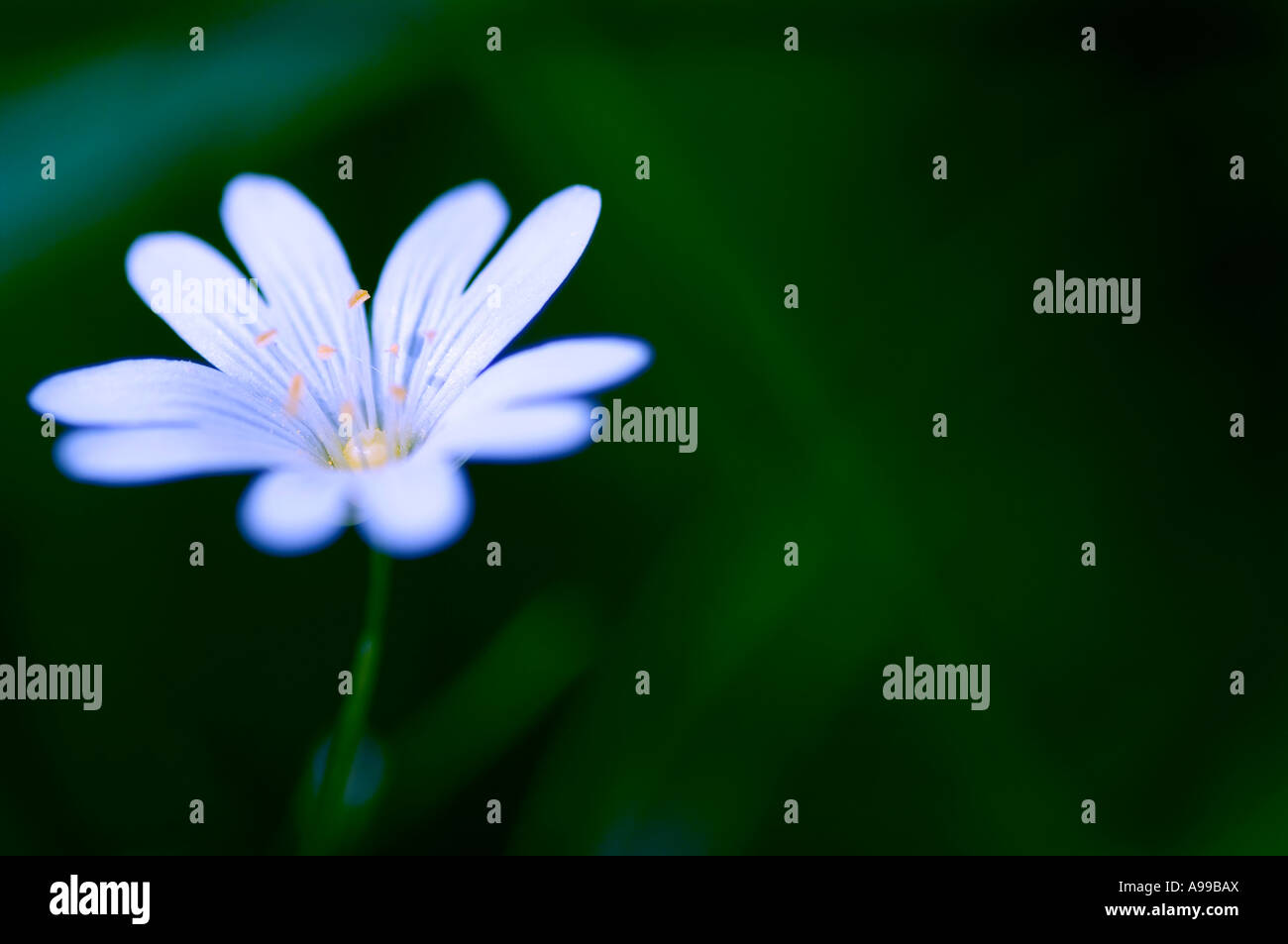 Delicate flower with shallow depth of field Stock Photo - Alamy