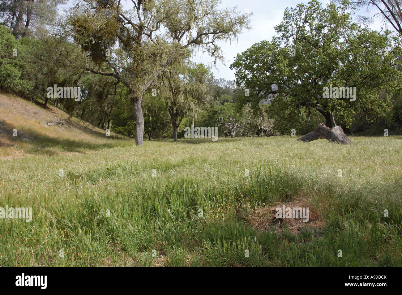 Rural California Landscape Stock Photo - Alamy