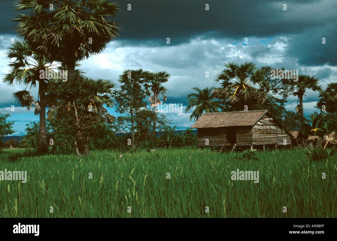 Rural Traditional House on Stilts in Rice Field Just Outside Angkor Wat ...