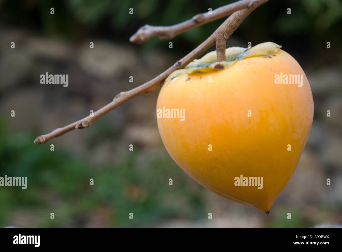 Diospyros kaki japanese persimmon persimmon hi-res stock photography ...