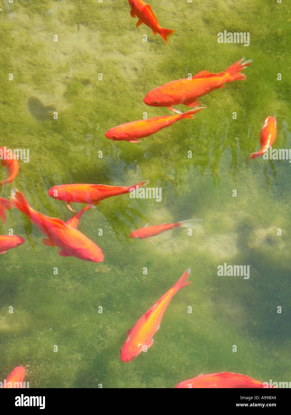 Lots of goldfish pond hi-res stock photography and images - Alamy
