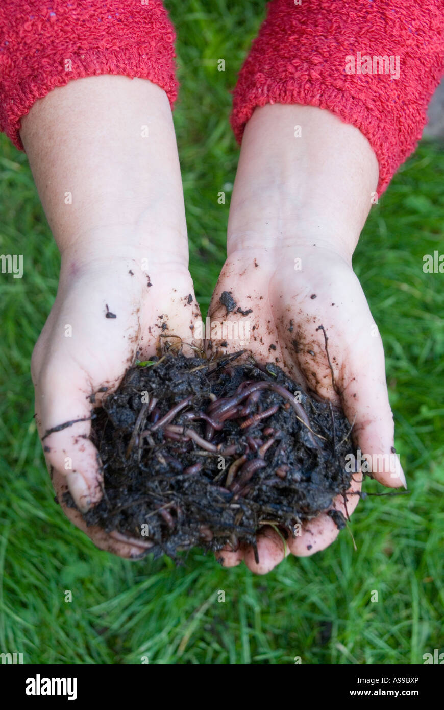Hands holding worms soil hi-res stock photography and images - Alamy