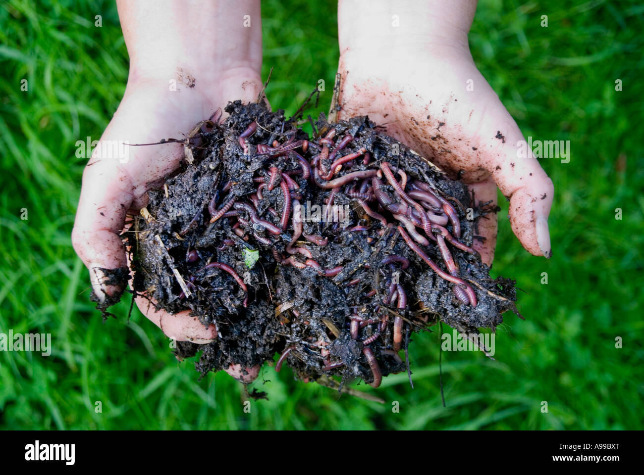 Hands full of worm filled compost Stock Photo - Alamy