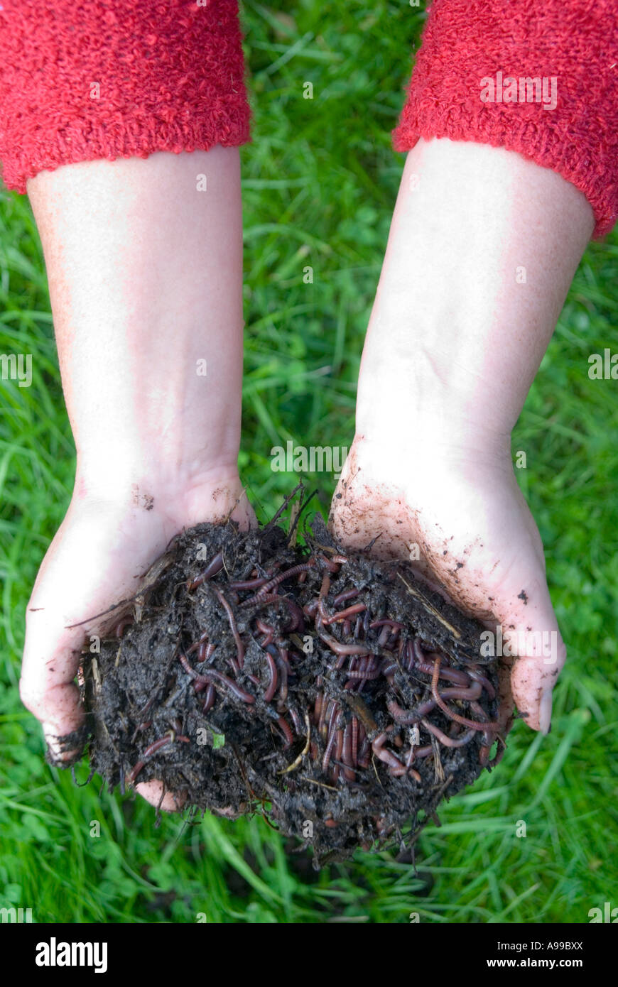 Hands holding worms soil hi-res stock photography and images - Alamy