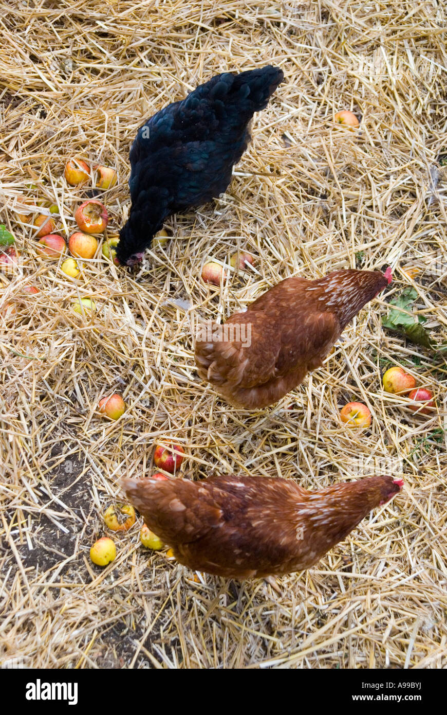 Scratching chickens hi-res stock photography and images - Alamy