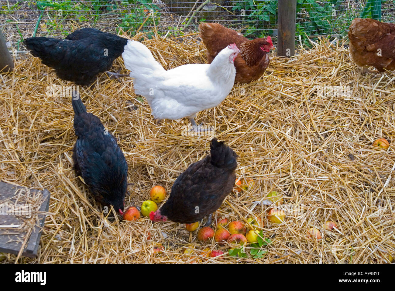 Hens scratching in deep litter straw and eating windfall apples Stock ...
