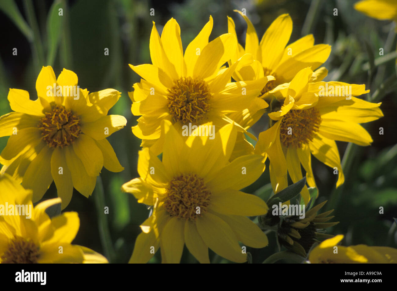 Arrow leaved balsamroot hi-res stock photography and images - Alamy
