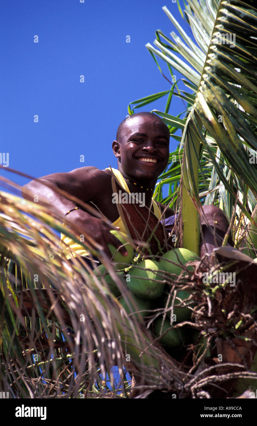 Local Jamaican Picking Coconuts Stock Photo - Alamy