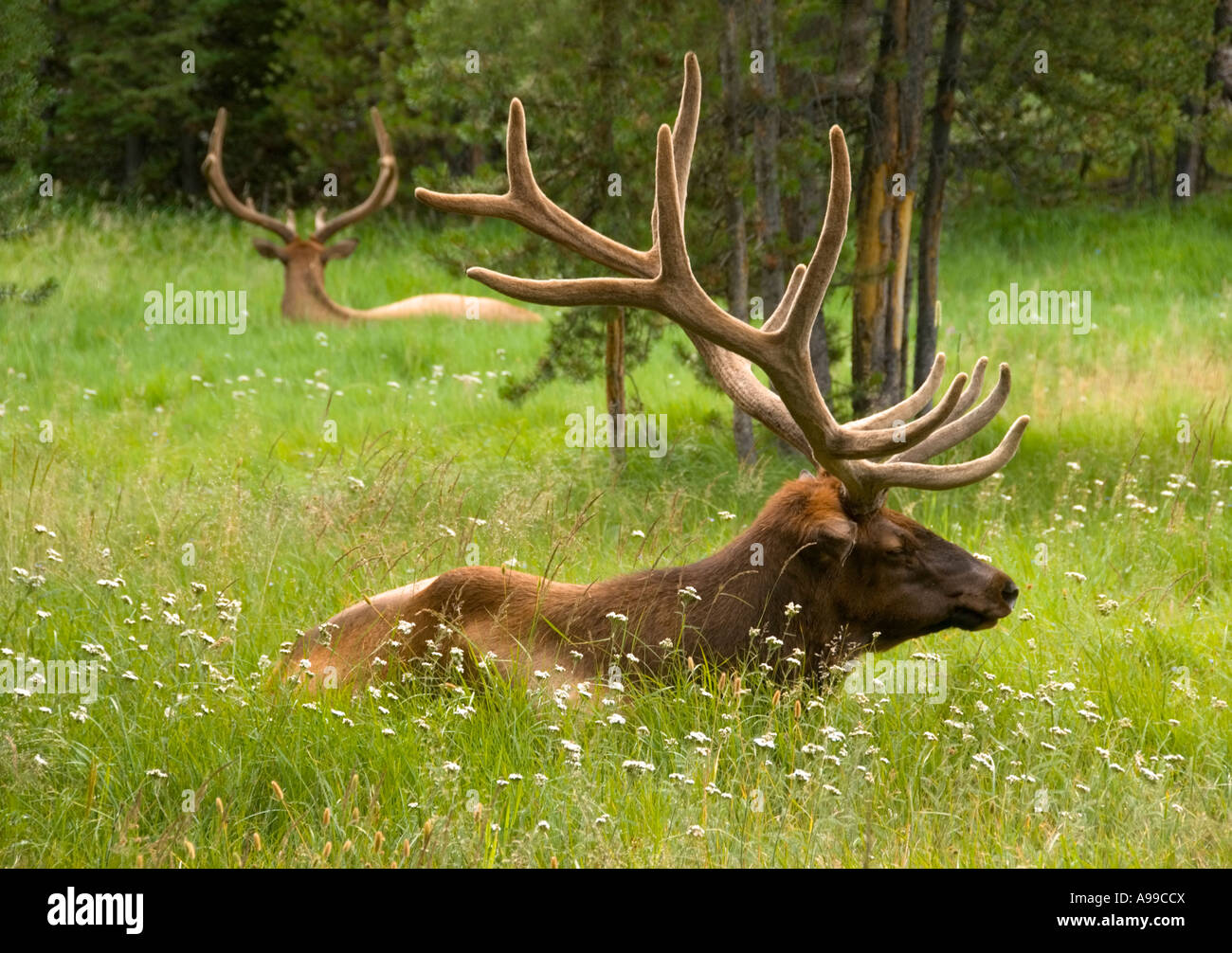 Two bull Elks Stock Photo - Alamy