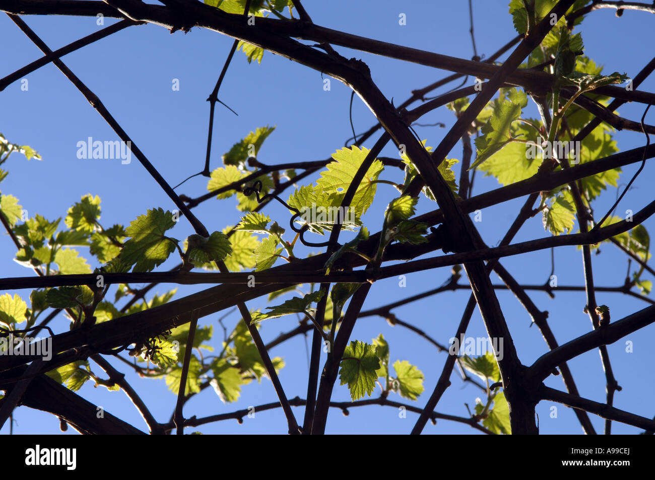 Grape arbor in a community garden in NYC Stock Photo - Alamy