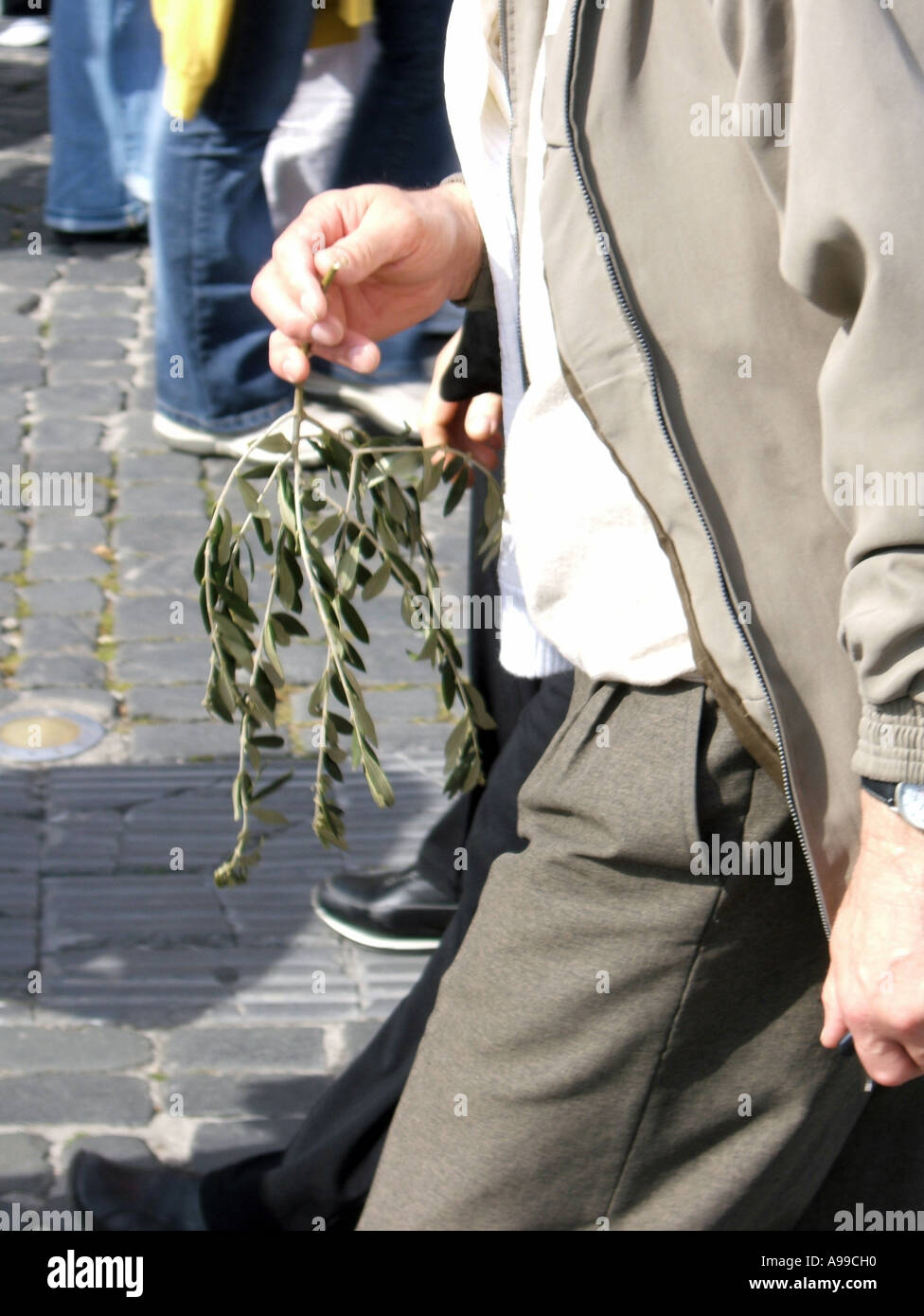 man carrying olive tree branch in st peter's square in rome at easter ...