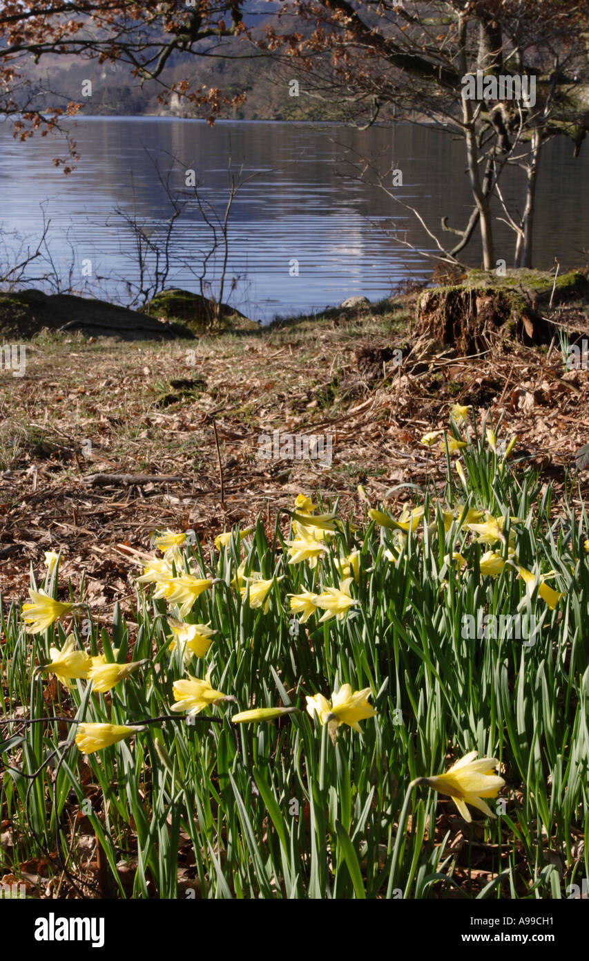 Ullswater daffodils hi-res stock photography and images - Alamy