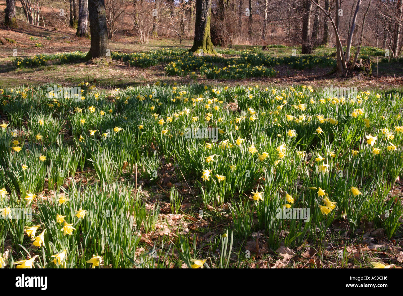 Wordsworth daffodils hi-res stock photography and images - Alamy