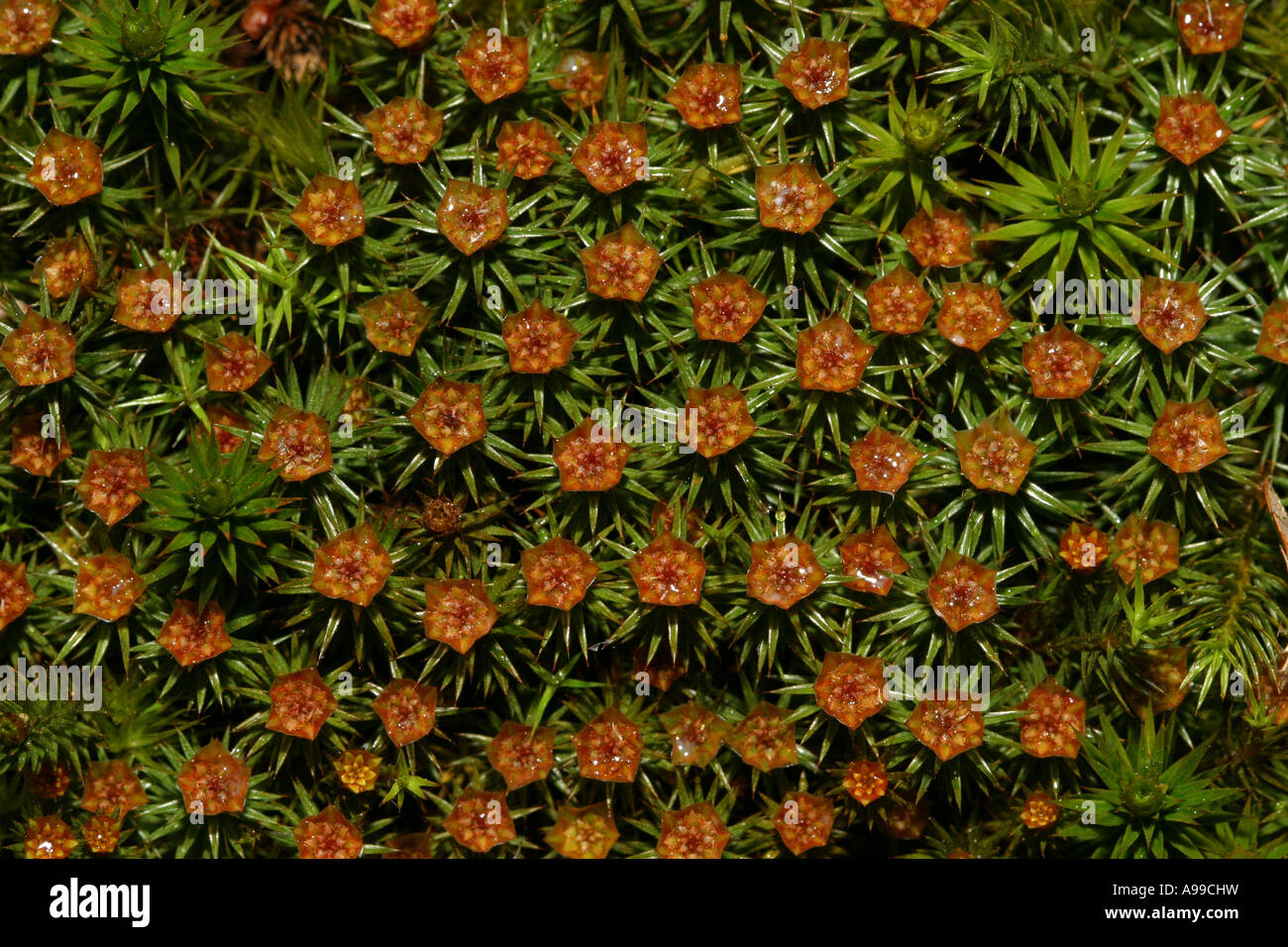 Small red flower Stock Photo - Alamy
