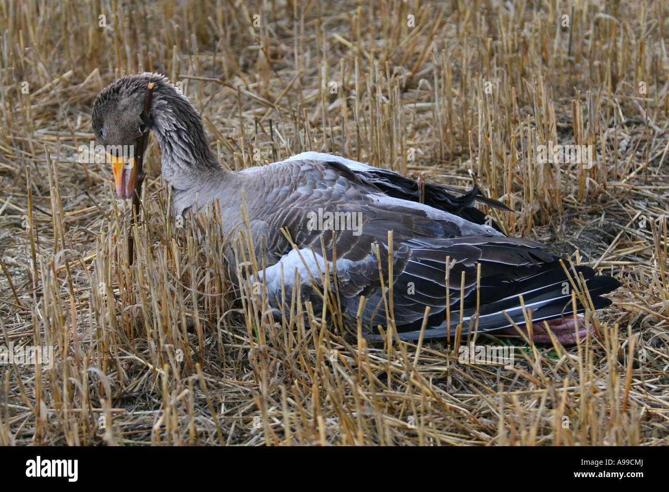 Dead Goose in a field Stock Photo - Alamy