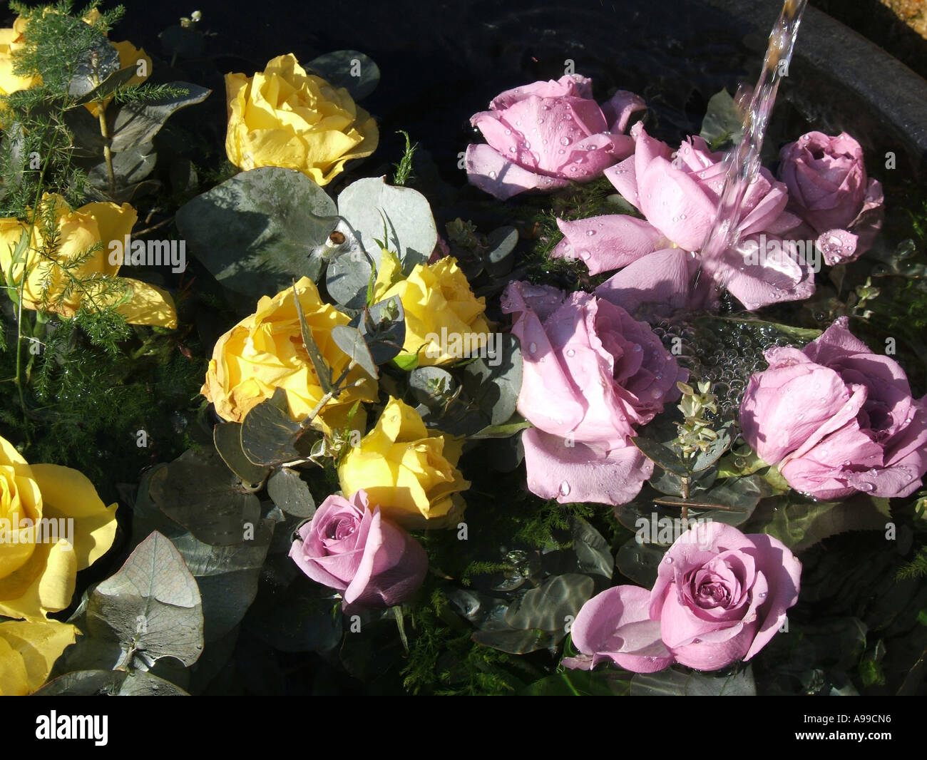 roses being soaked in water fountain Stock Photo - Alamy