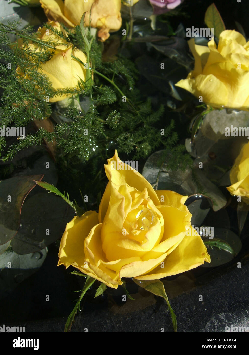 roses being soaked in water fountain Stock Photo - Alamy