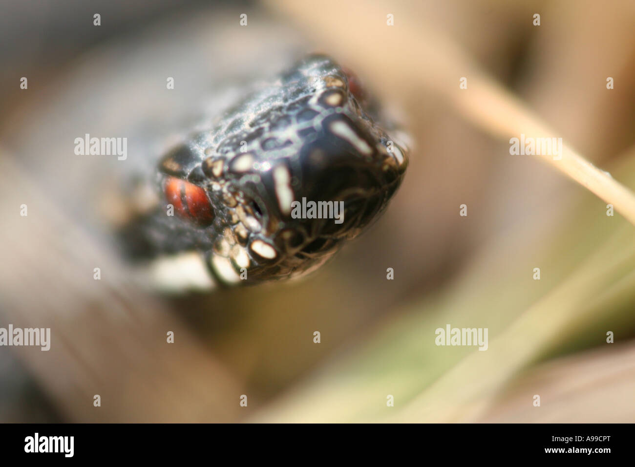 Vepera hi-res stock photography and images - Alamy