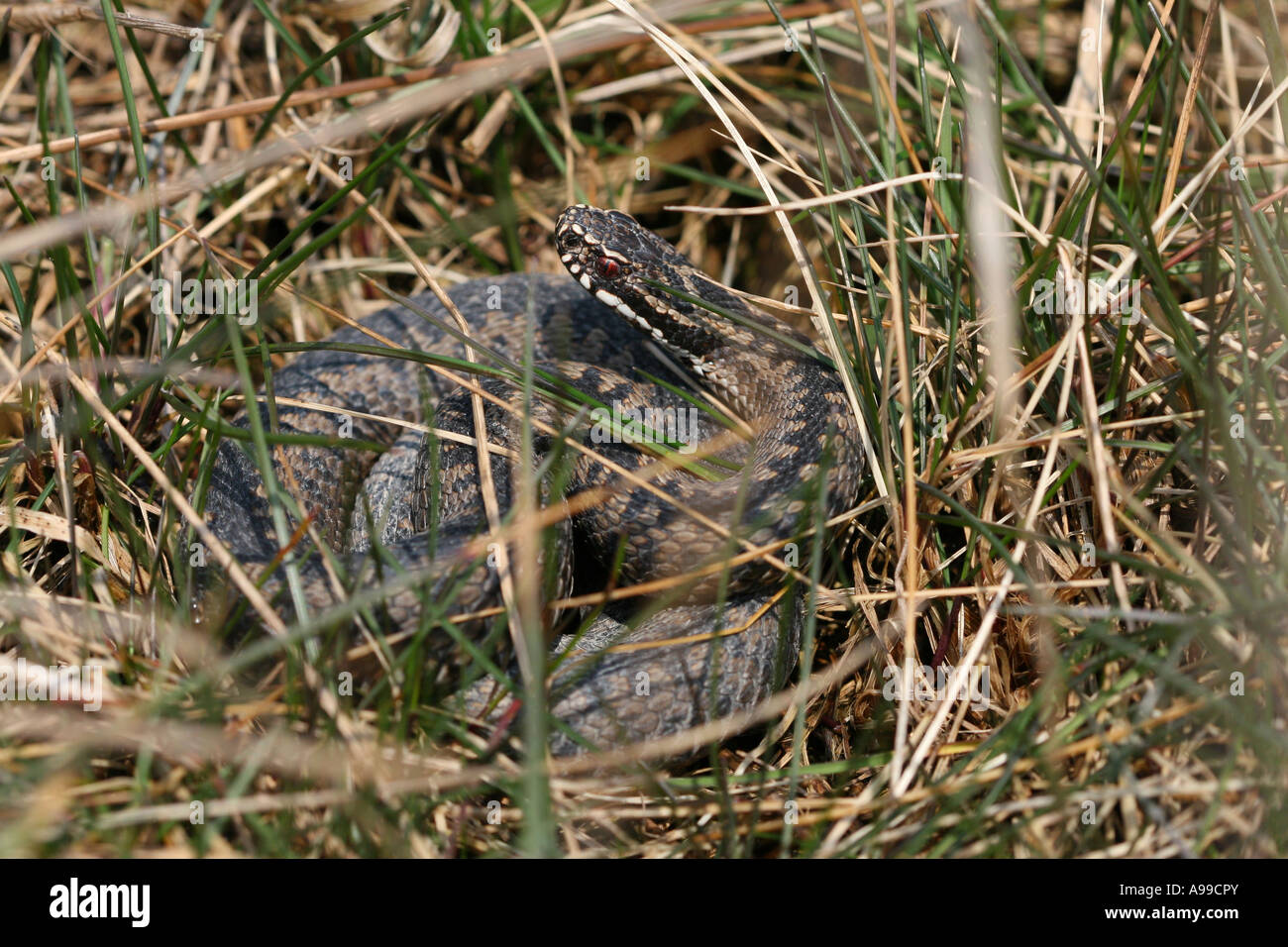 Aderbite hi-res stock photography and images - Alamy