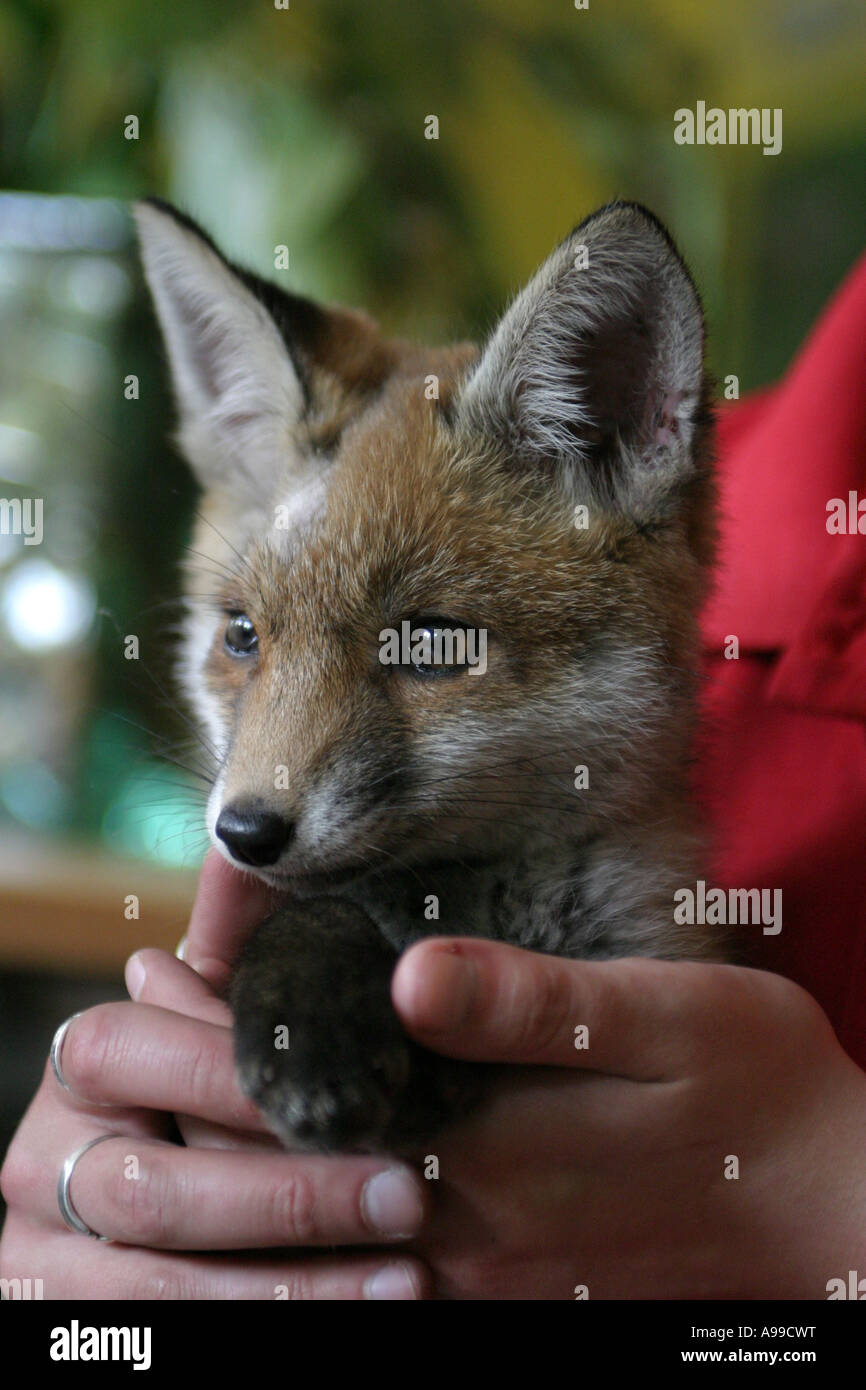 Fox cub held in a helper's hand Stock Photo - Alamy