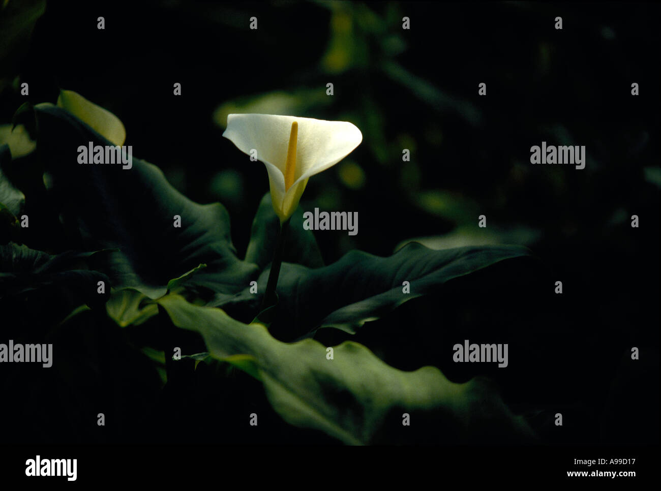 Defined plants hi-res stock photography and images - Alamy