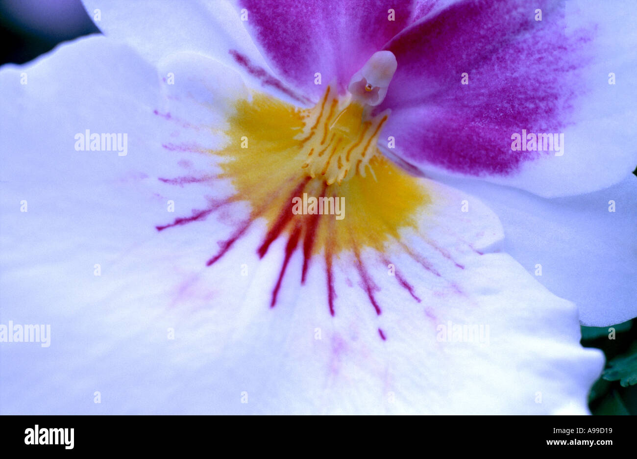Singular orchid flower hi-res stock photography and images - Alamy