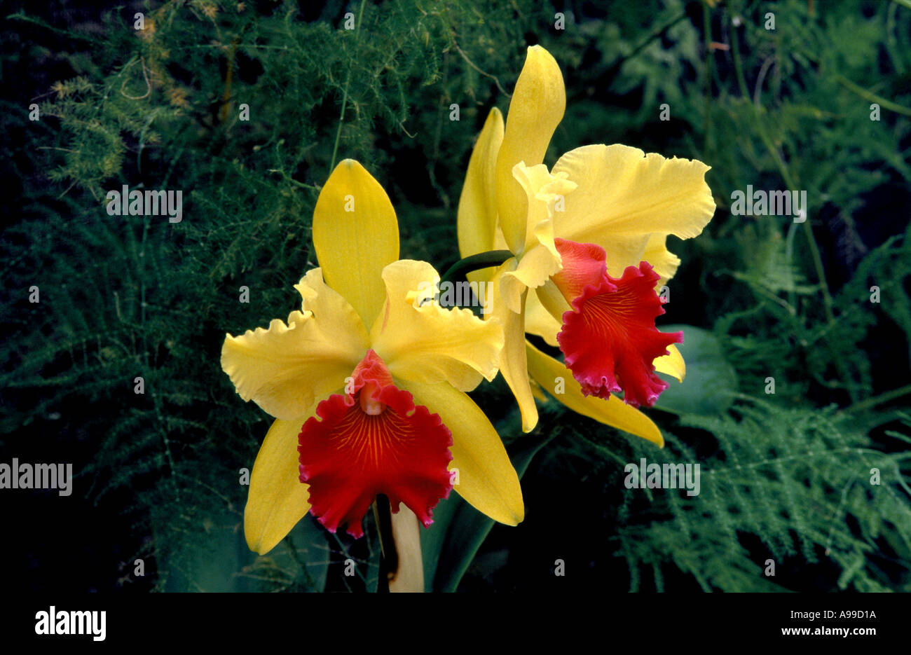 Singular orchid flower hi-res stock photography and images - Alamy