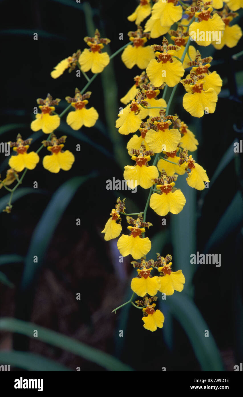 Singular orchid flower hi-res stock photography and images - Alamy