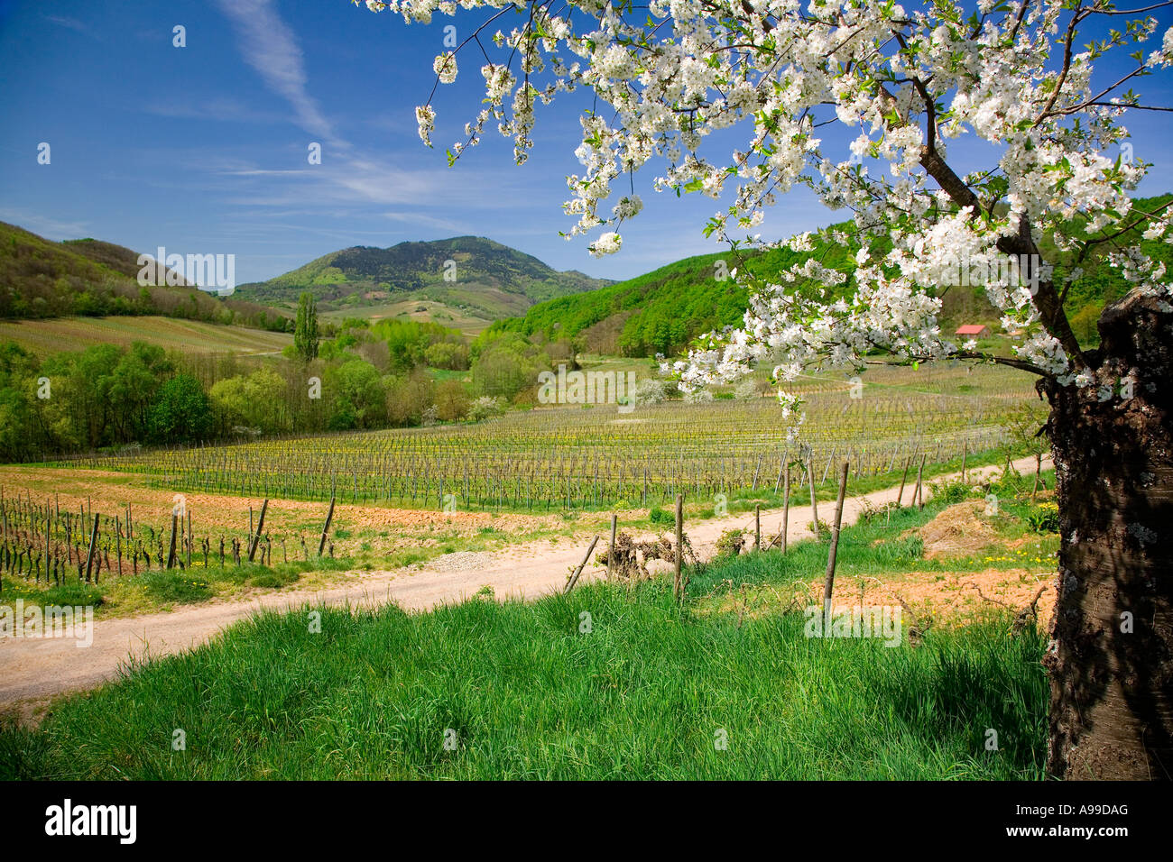 fruit tree in blossom, Alsace, France Stock Photo - Alamy