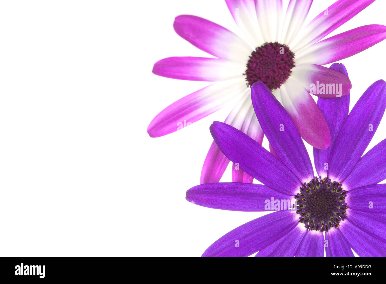 Two Senetti flowers isolated on white and framed on the right Stock ...