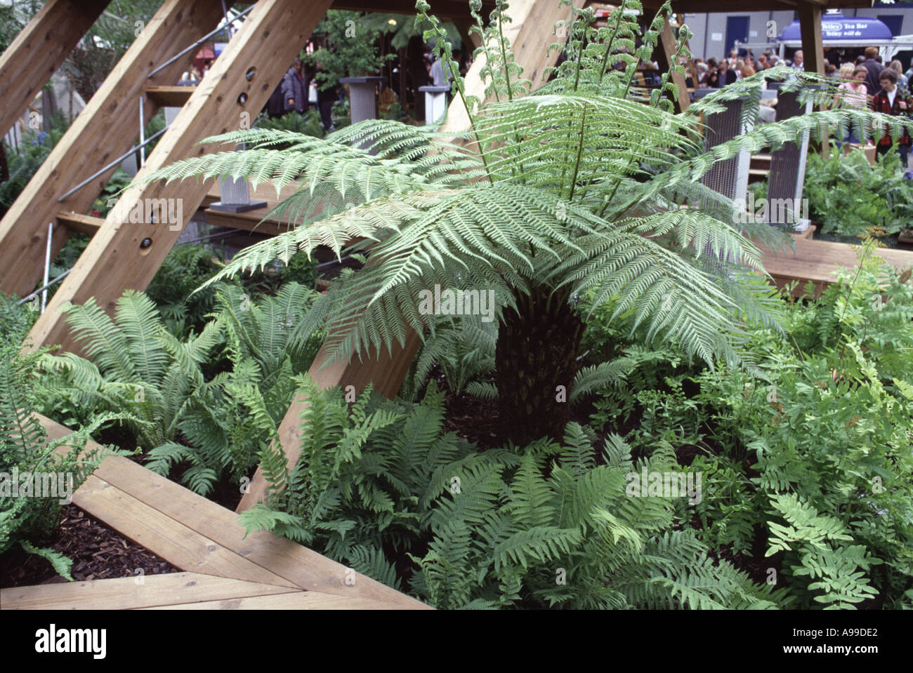 Tree fern underplanted with other types of fern Chelsea Flower Show ...