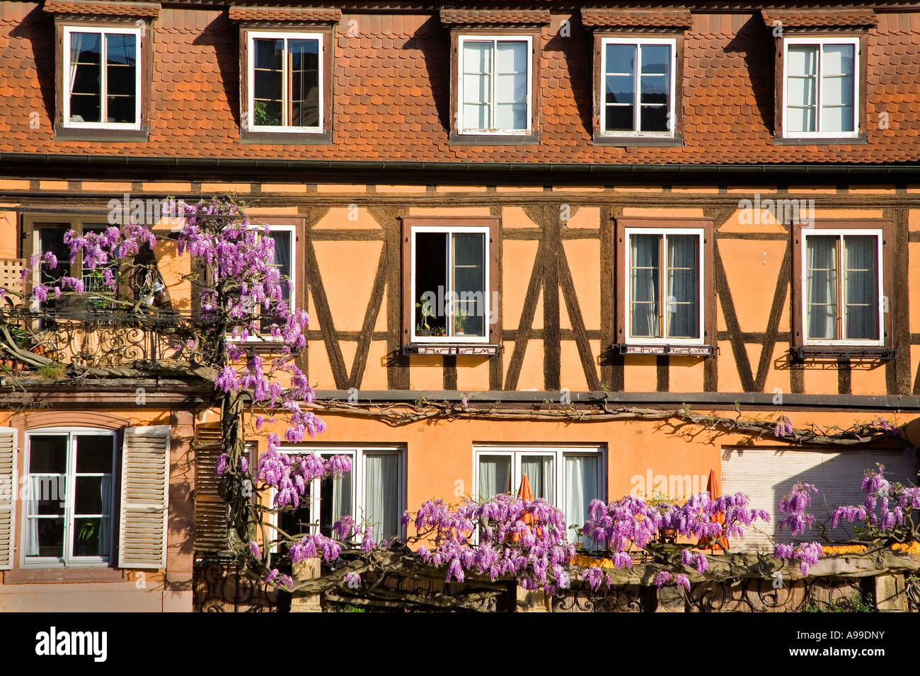 Wisteria growing on half-timbered houses, Strasbourg, France Stock ...