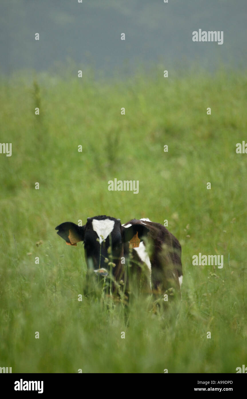 Cow in pico azores hi-res stock photography and images - Alamy