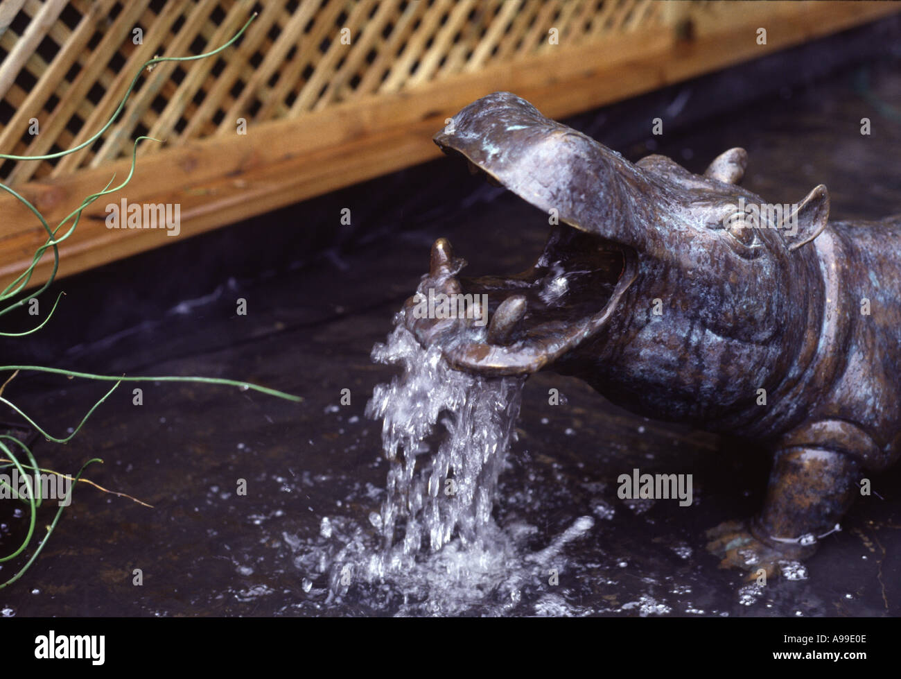 Hippo water flowers hi-res stock photography and images - Alamy