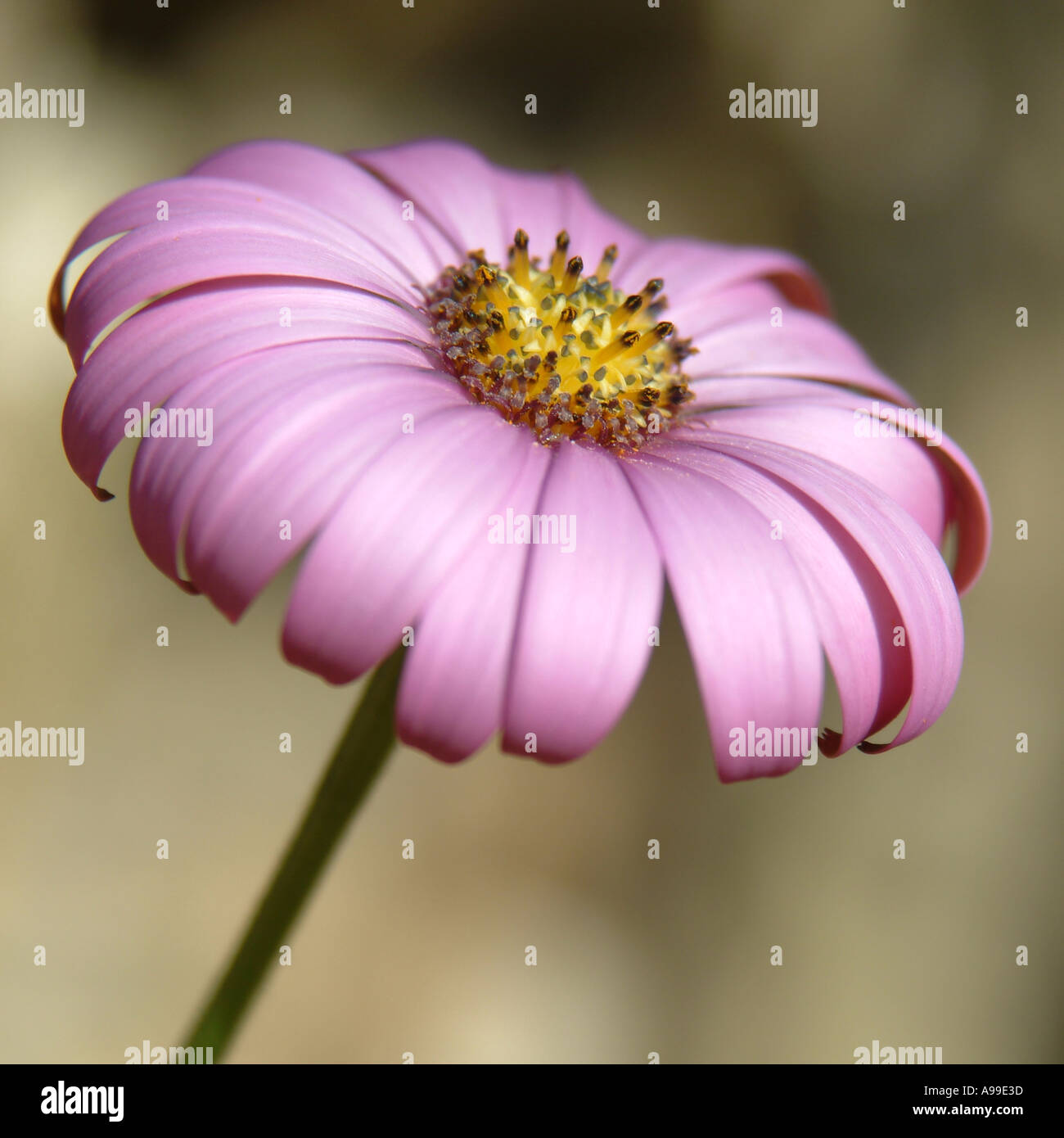 Dimorphotheca Pink Osteospermum Star of the Veldt Daisy Flower Stock ...