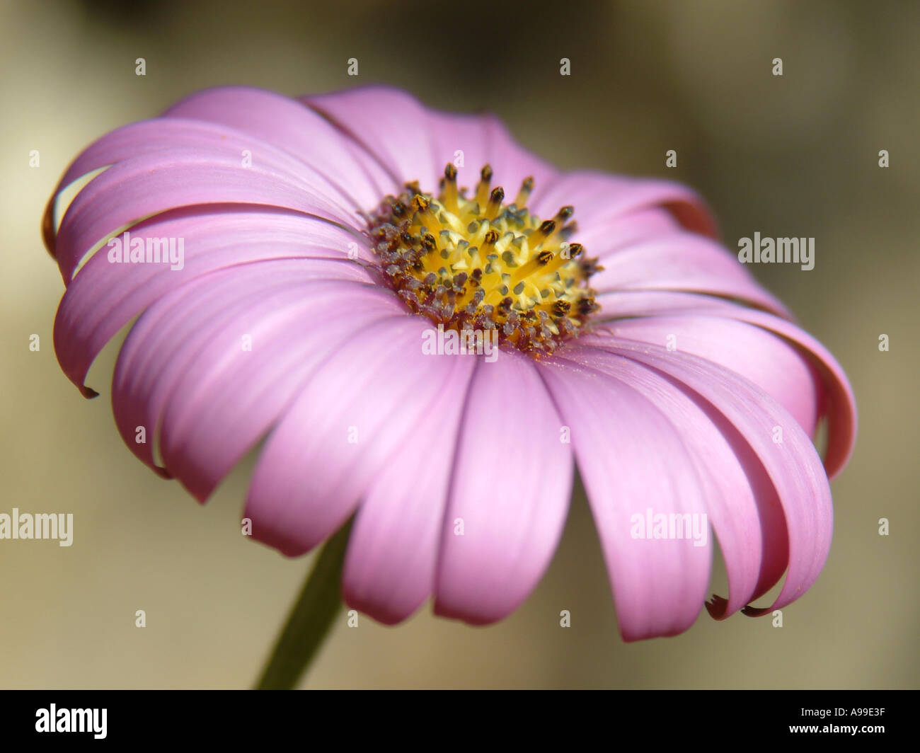 Dimorphotheca Pink Osteospermum Star of the Veldt Daisy Flower Stock ...