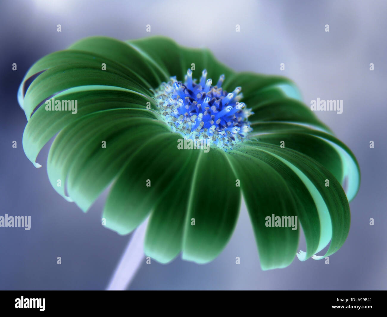Osteospermum Veldt Daisy Flower abstract note image not true colours ...