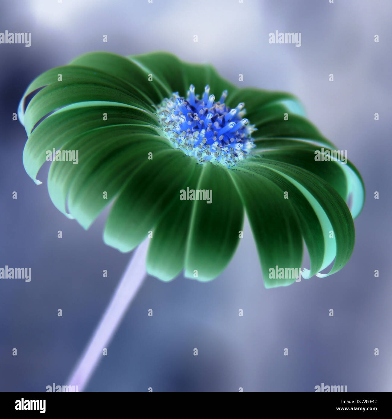 Osteospermum Veldt Daisy Flower note image not true colours Stock Photo ...